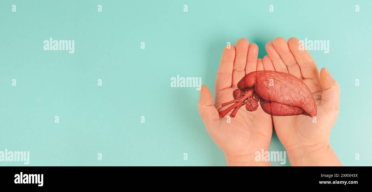 Liver organ infected with virus, world hepatitis day, diagnosis of ...