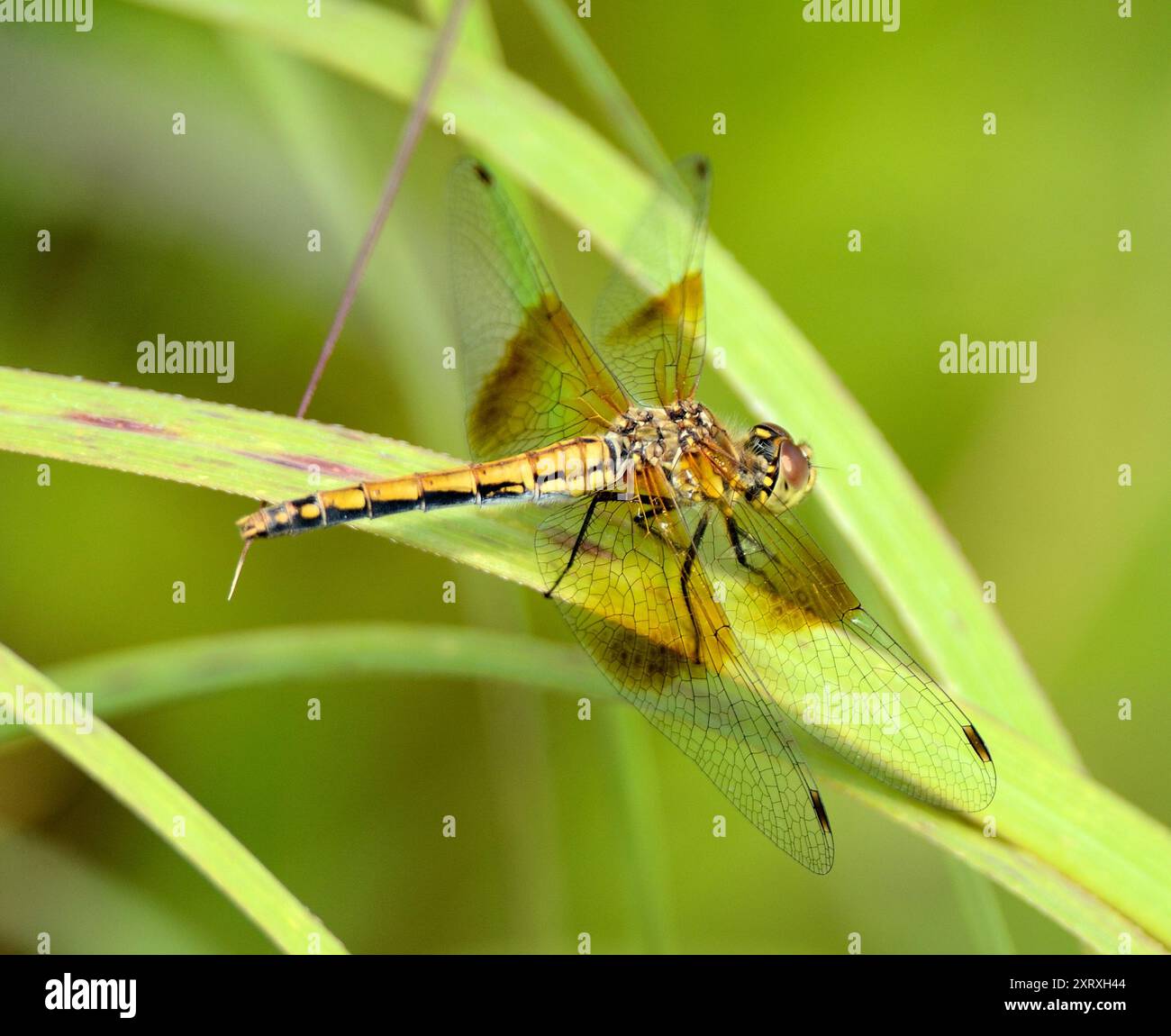 Female Band-winged Meadowhawk (Sympetrum semicinctum Stock Photo - Alamy