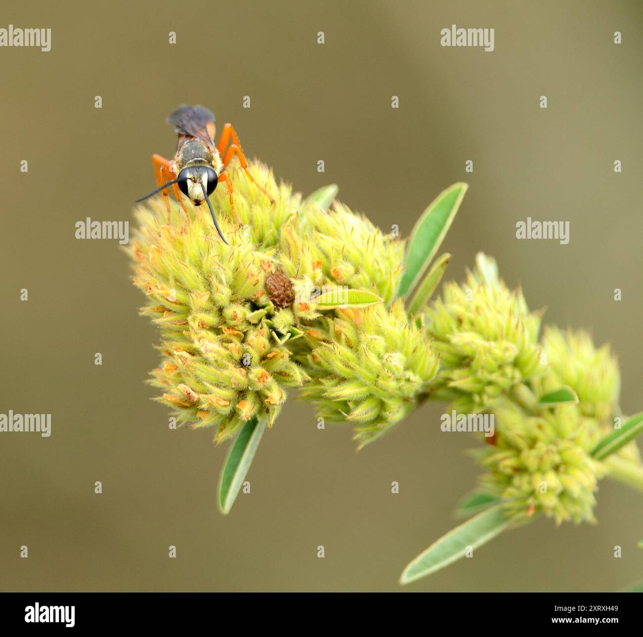 Great Golden Digger Wasp (Sphex ichneumoneus Stock Photo - Alamy