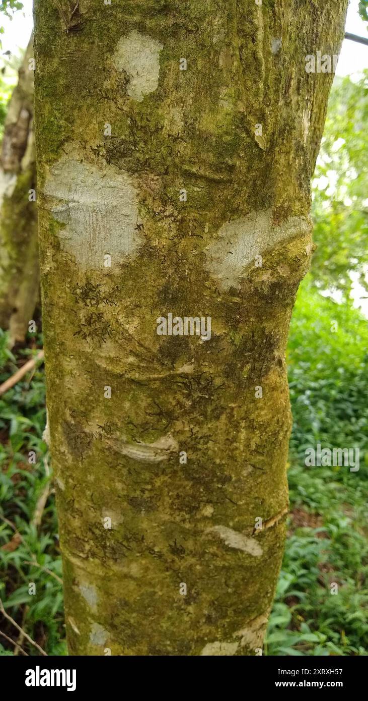(Claoxylon carolinianum) Plantae Stock Photo - Alamy