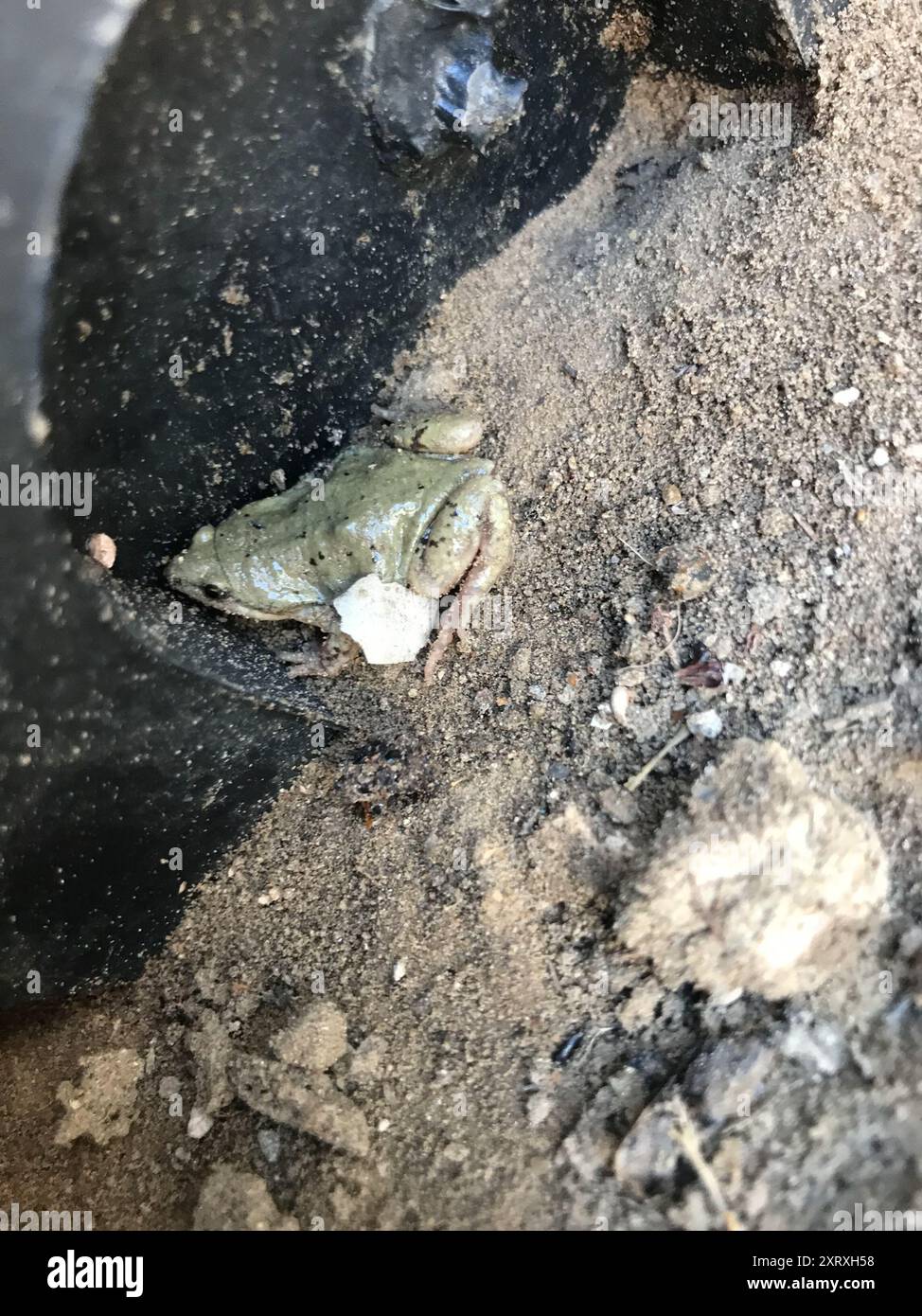 Western Narrow-mouthed Toad (Gastrophryne olivacea) Amphibia Stock ...