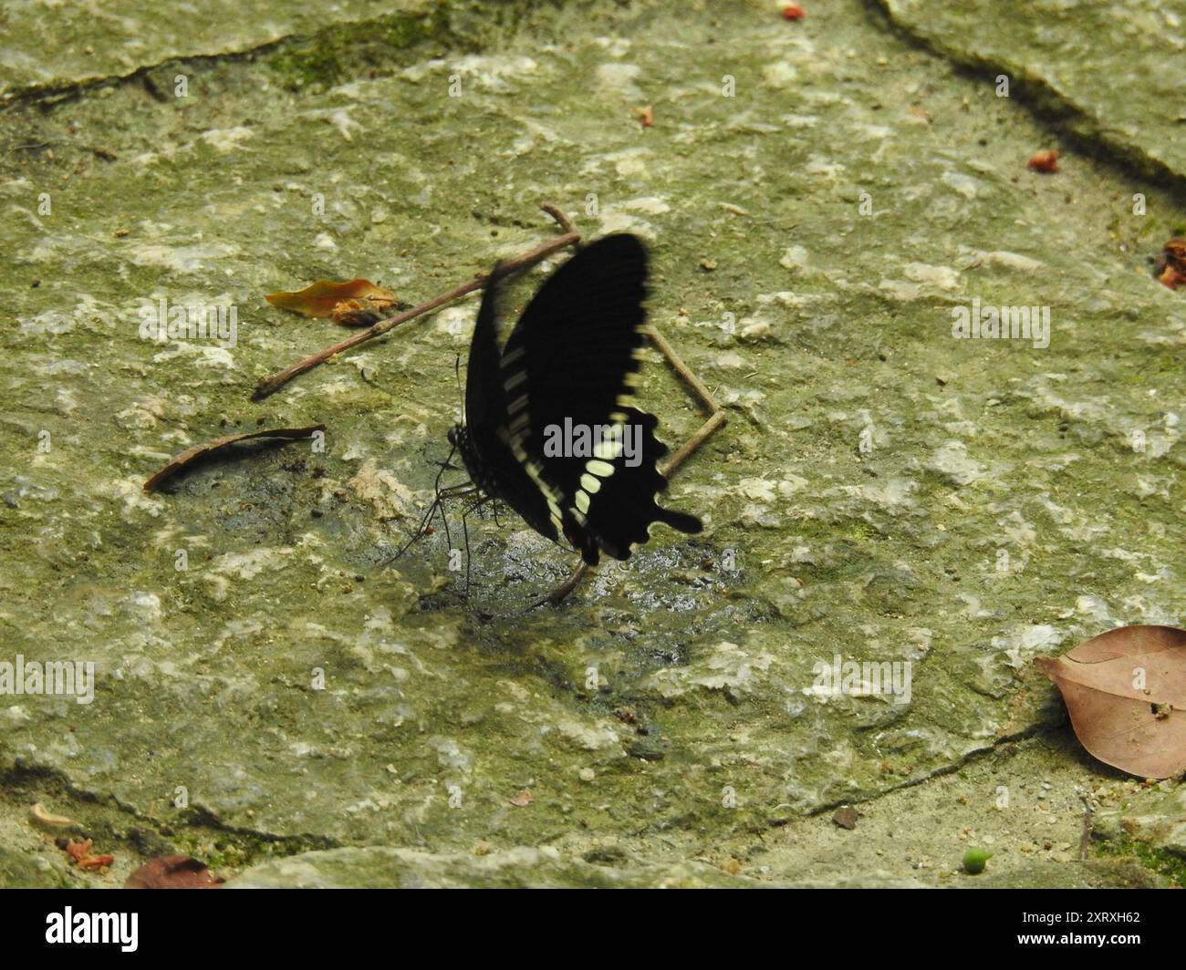 Common Mormon Swallowtail (Papilio polytes) Insecta Stock Photo - Alamy