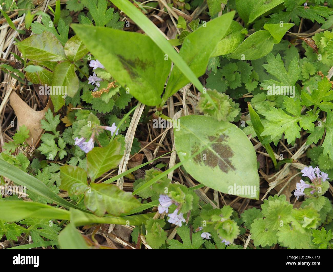 American jumpseed (Persicaria virginiana) Plantae Stock Photo - Alamy