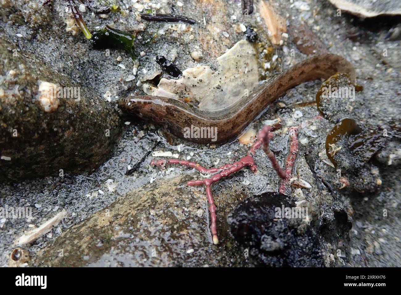 High Cockscomb (Anoplarchus purpurescens) Actinopterygii Stock Photo ...