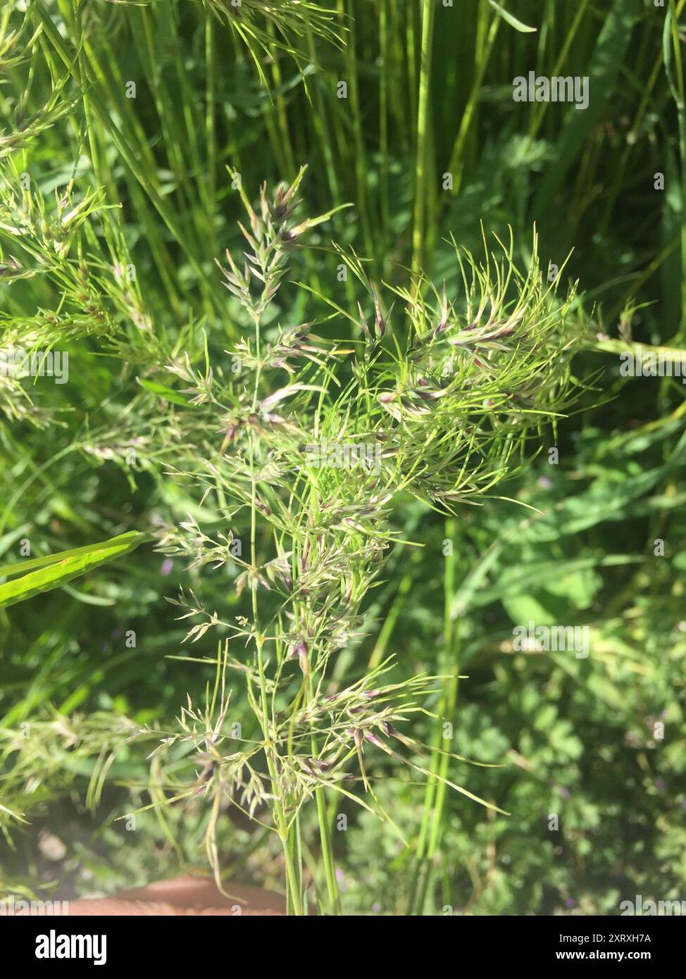 Bulbous Bluegrass (Poa bulbosa) Plantae Stock Photo - Alamy