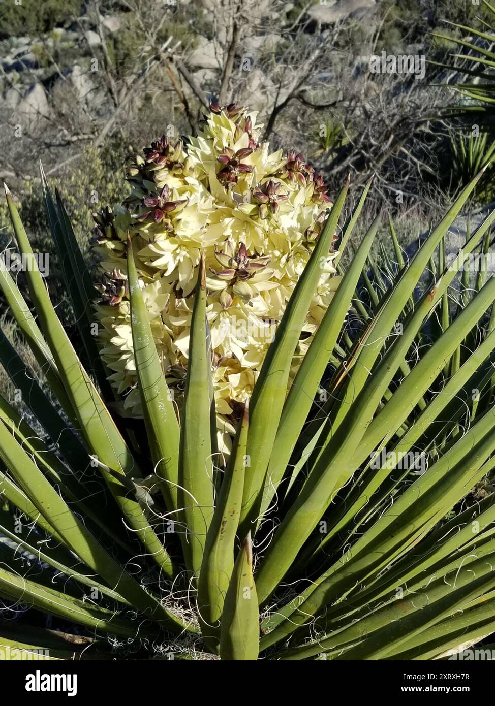 Mojave Yucca (Yucca schidigera) Plantae Stock Photo - Alamy