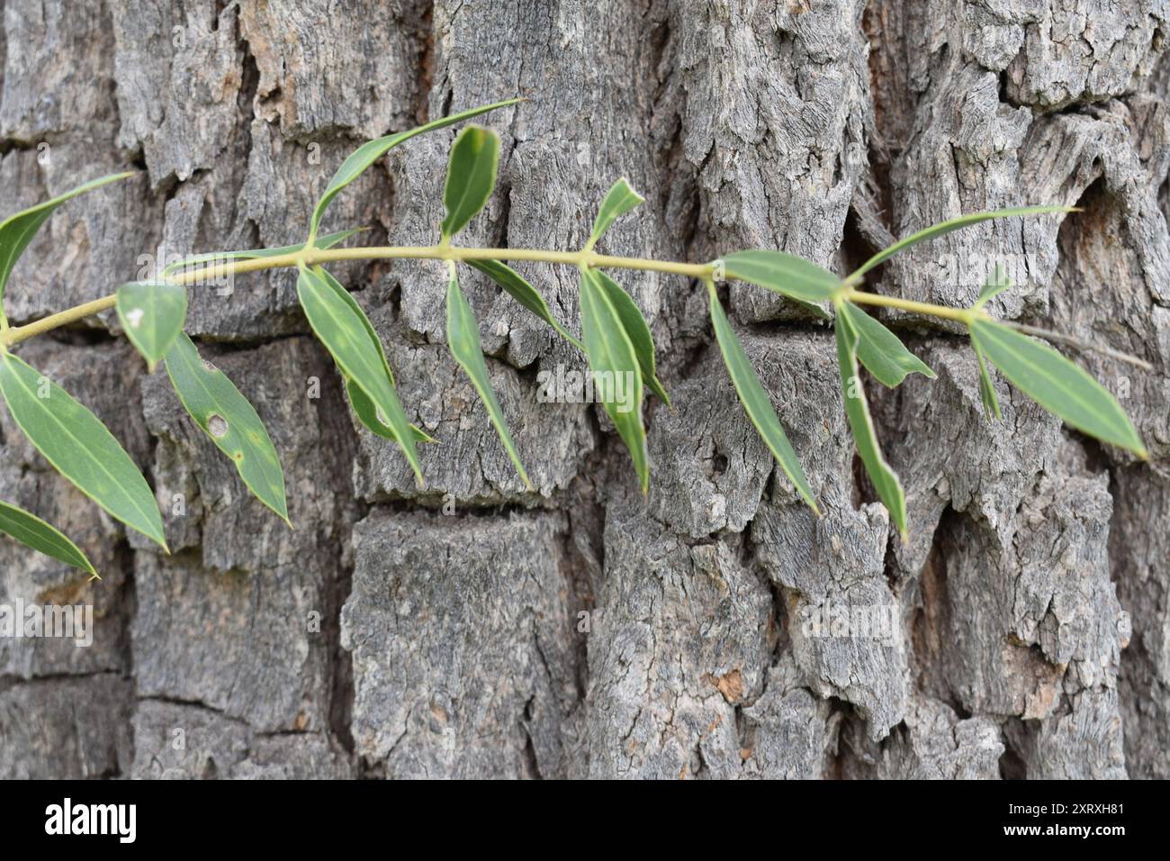 Common White Quebracho (Aspidosperma quebracho-blanco) Plantae Stock ...