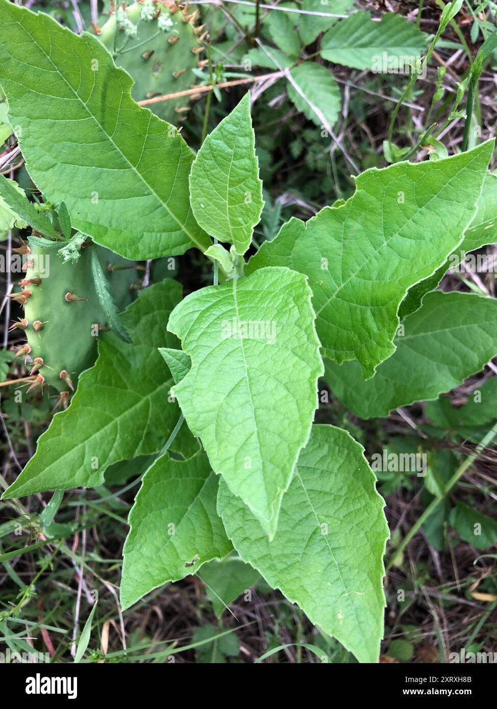 frostweed (Verbesina virginica) Plantae Stock Photo - Alamy