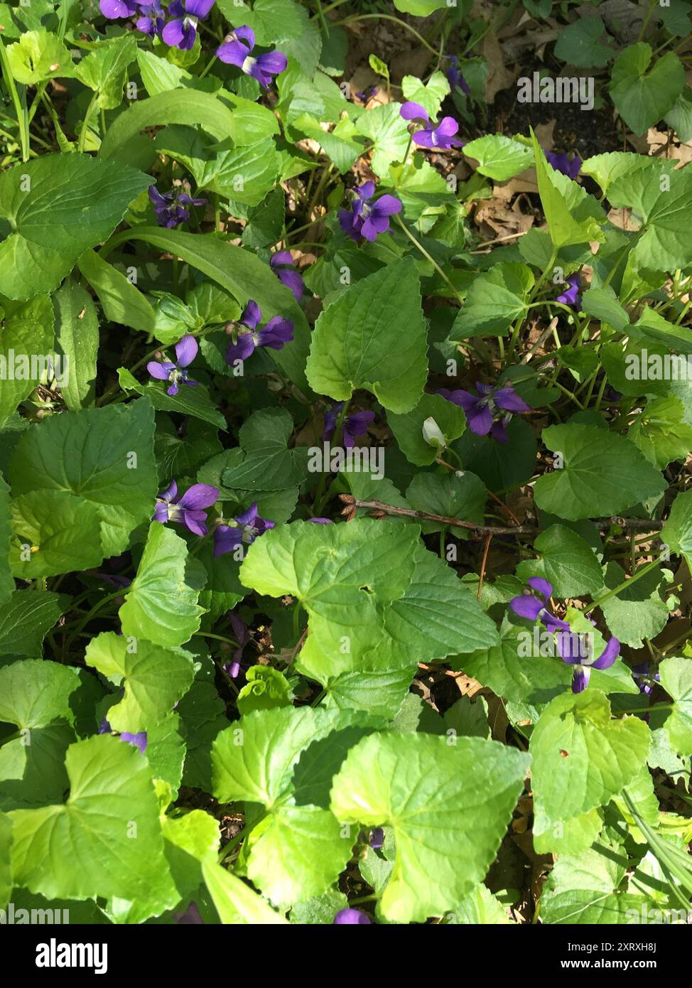 common blue violet (Viola sororia) Plantae Stock Photo - Alamy