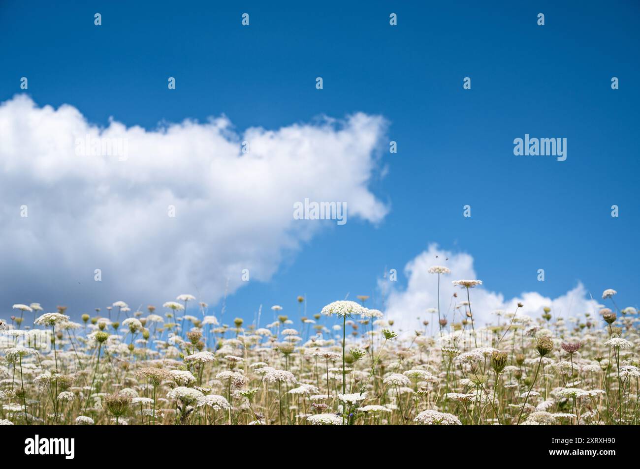 Meadow with white yarrow and hogweed flowers, blooming wildflower field ...