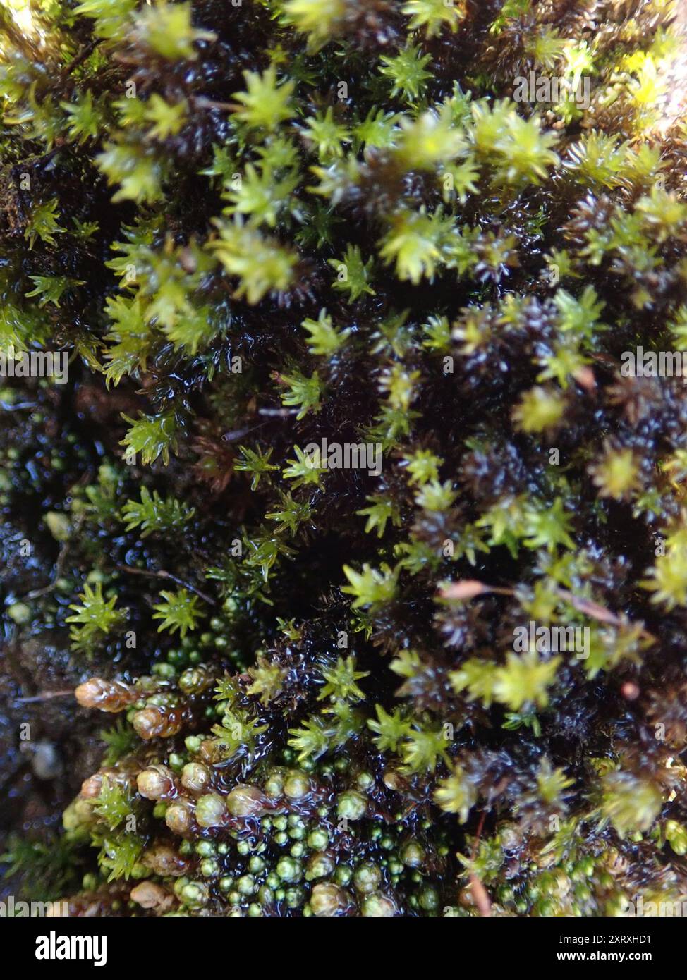 Yellow Fringe-moss (Racomitrium aciculare) Plantae Stock Photo - Alamy