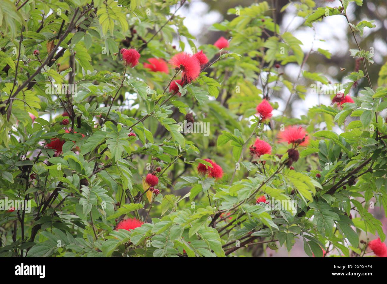 scarlet powder-puff (Calliandra haematocephala) Plantae Stock Photo - Alamy