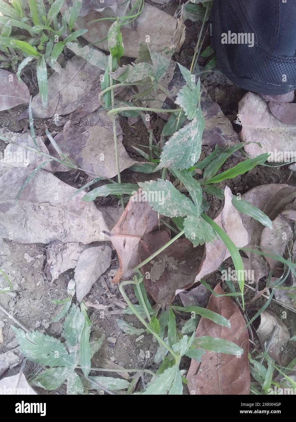 Japanese Hops (Humulus scandens) Plantae Stock Photo - Alamy