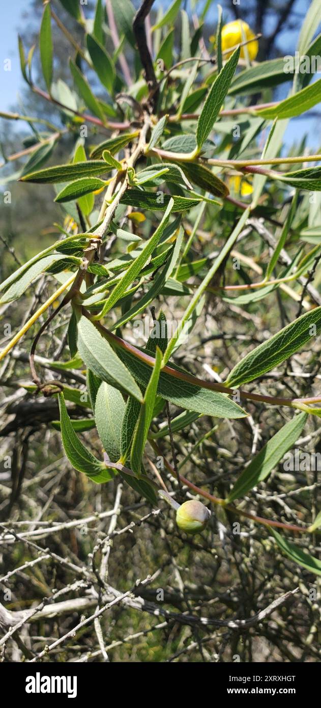 Bush Poppy (Dendromecon rigida) Plantae Stock Photo - Alamy