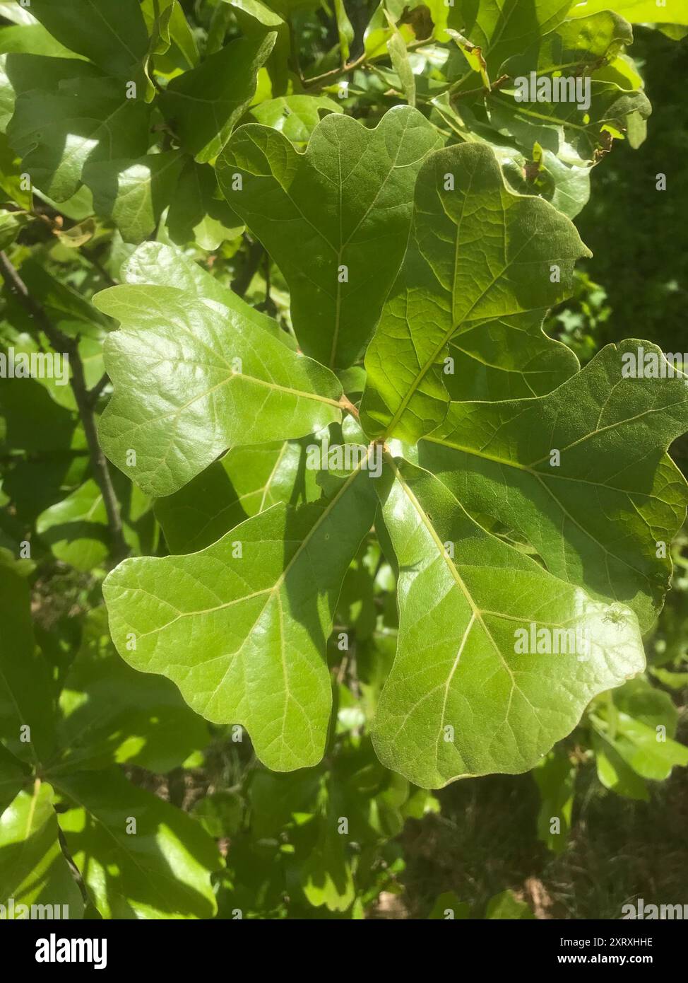 blackjack oak (Quercus marilandica) Plantae Stock Photo - Alamy