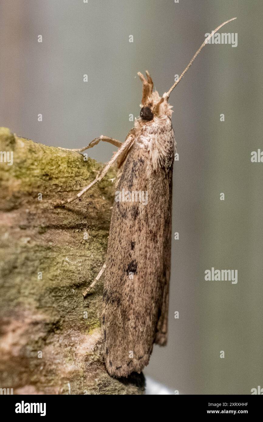 Bee Moth (Aphomia sociella) Insecta Stock Photo - Alamy