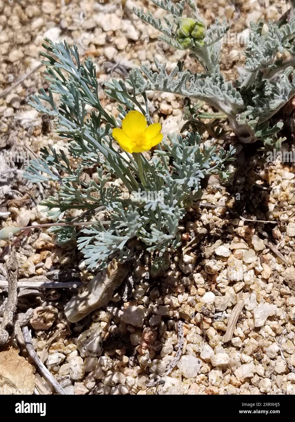Little Gold Poppy (Eschscholzia minutiflora) Plantae Stock Photo - Alamy
