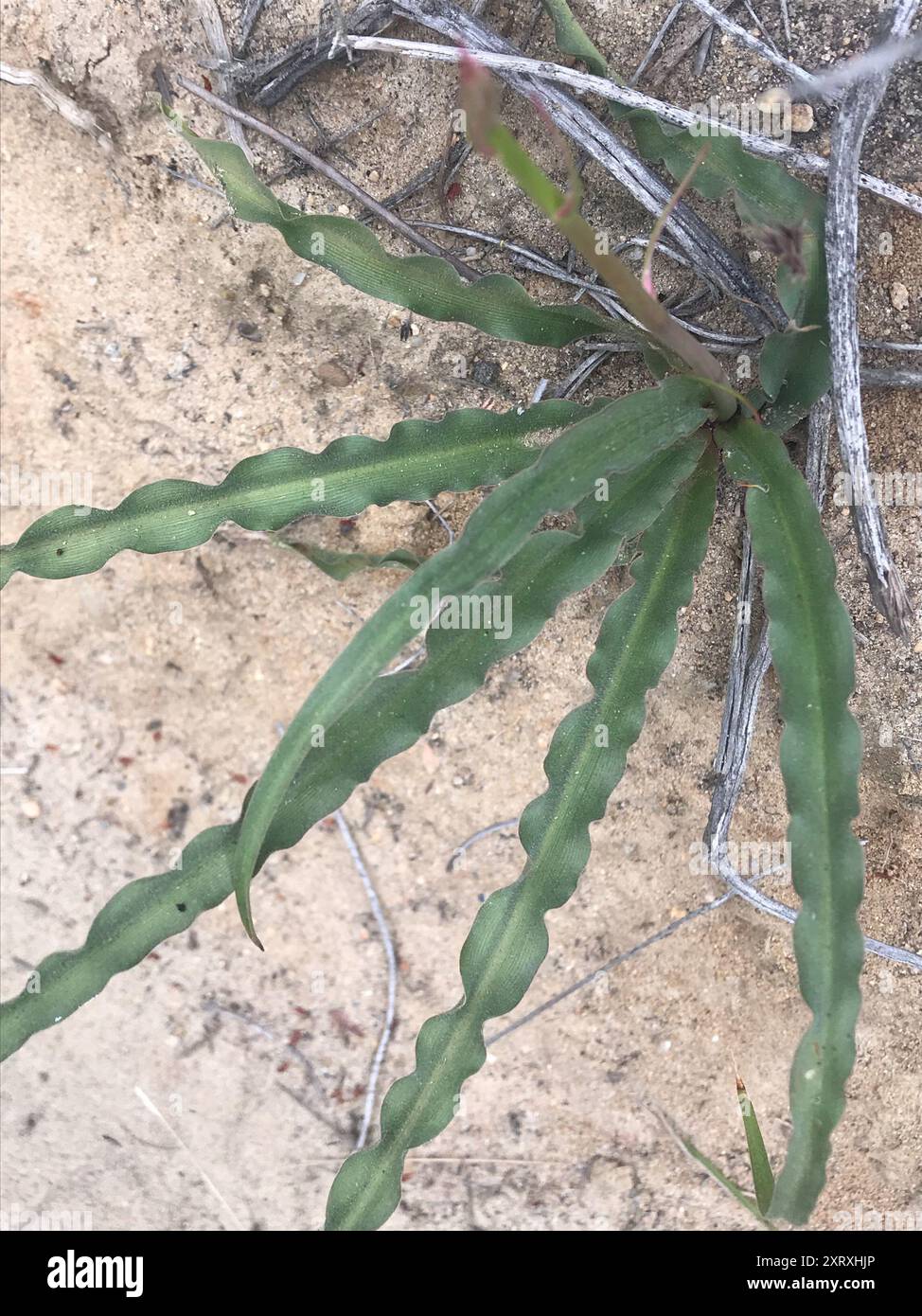 small-flowered soaproot (Hooveria parviflora) Plantae Stock Photo - Alamy