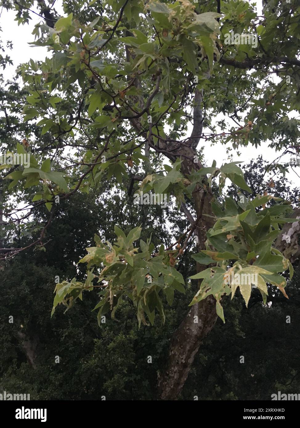 western sycamore (Platanus racemosa) Plantae Stock Photo - Alamy