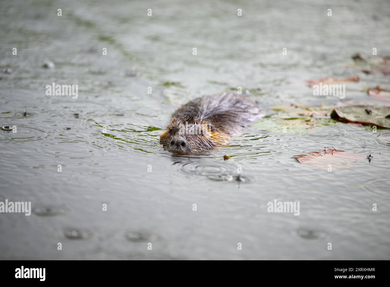 Nutria river rat, coypu herbivorous, semiaquatic rodent family ...