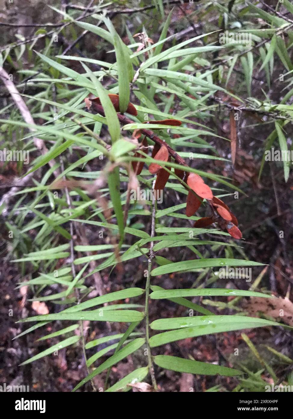 Hall's totara (Podocarpus laetus) Plantae Stock Photo - Alamy