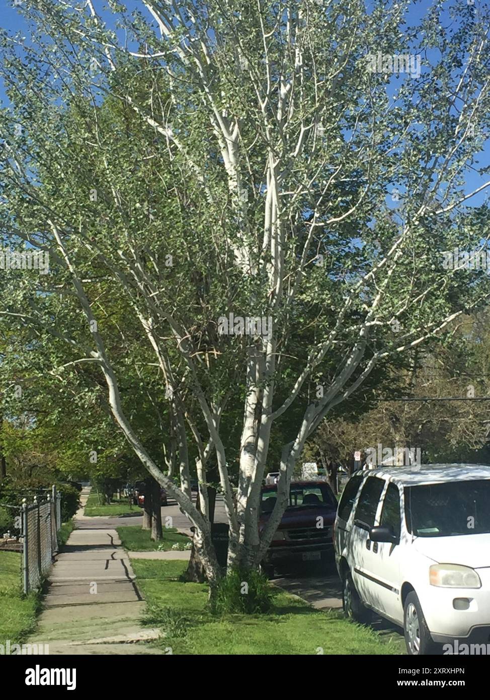 white poplar (Populus alba) Plantae Stock Photo - Alamy
