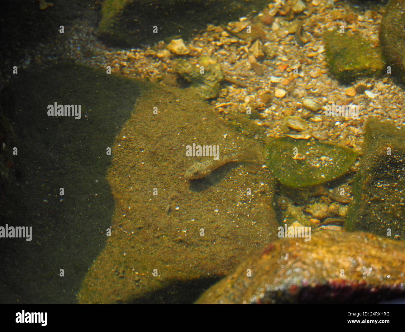 Ray-finned Fishes (Actinopterygii) Actinopterygii Stock Photo - Alamy