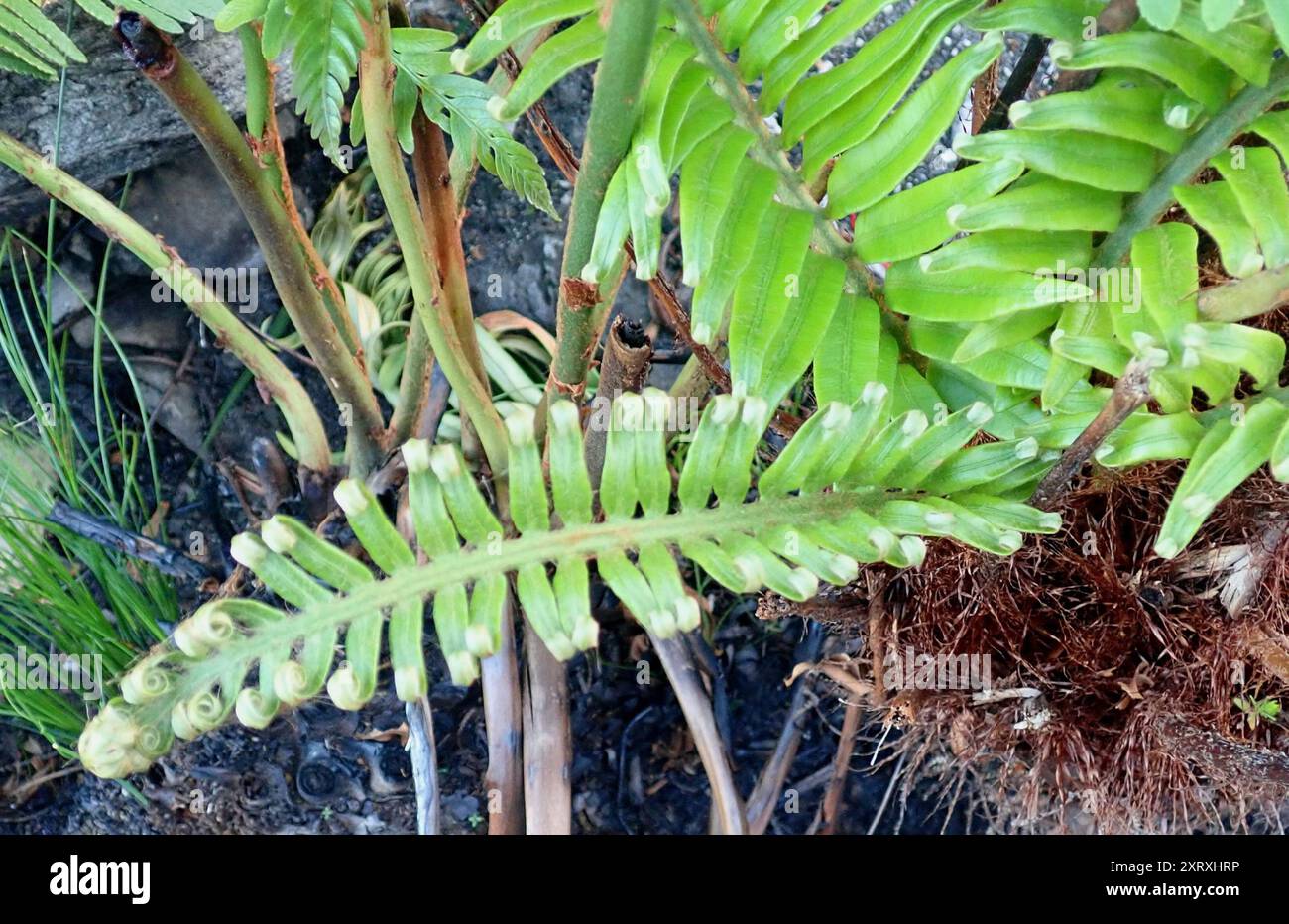Leathery Hard Fern (Lomariocycas tabularis) Plantae Stock Photo - Alamy