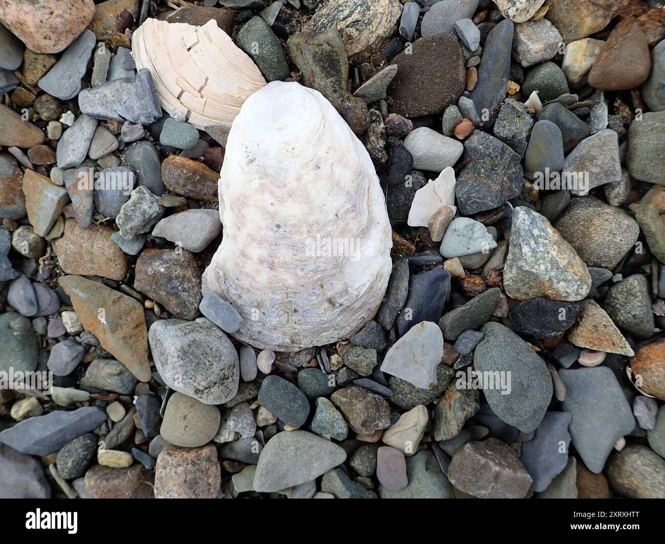 Eastern Oyster (Crassostrea virginica) Mollusca Stock Photo - Alamy