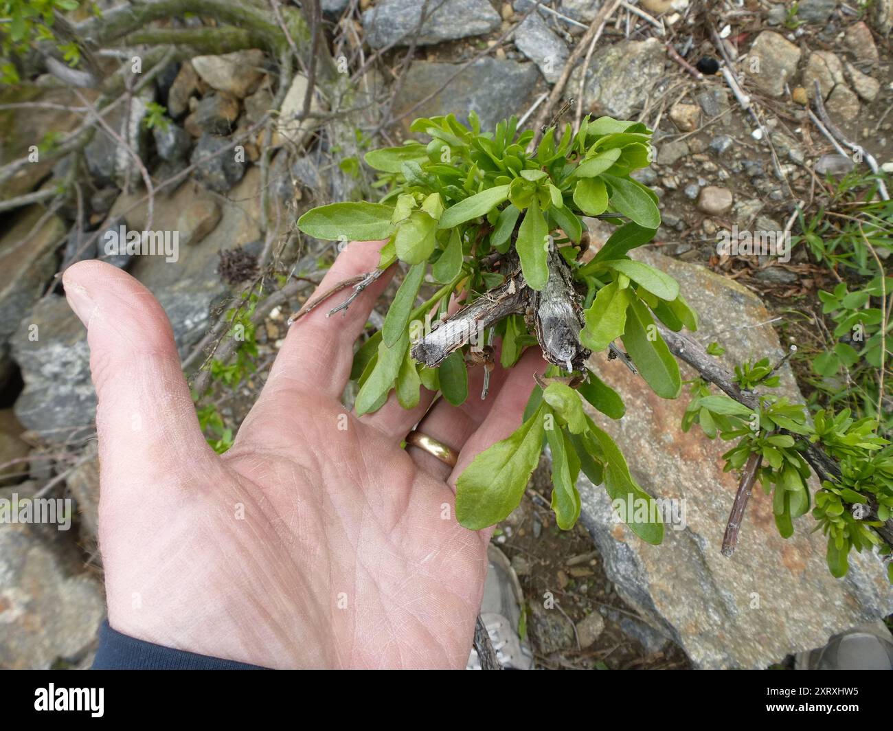 Shore Groundsel (Senecio lautus) Plantae Stock Photo - Alamy