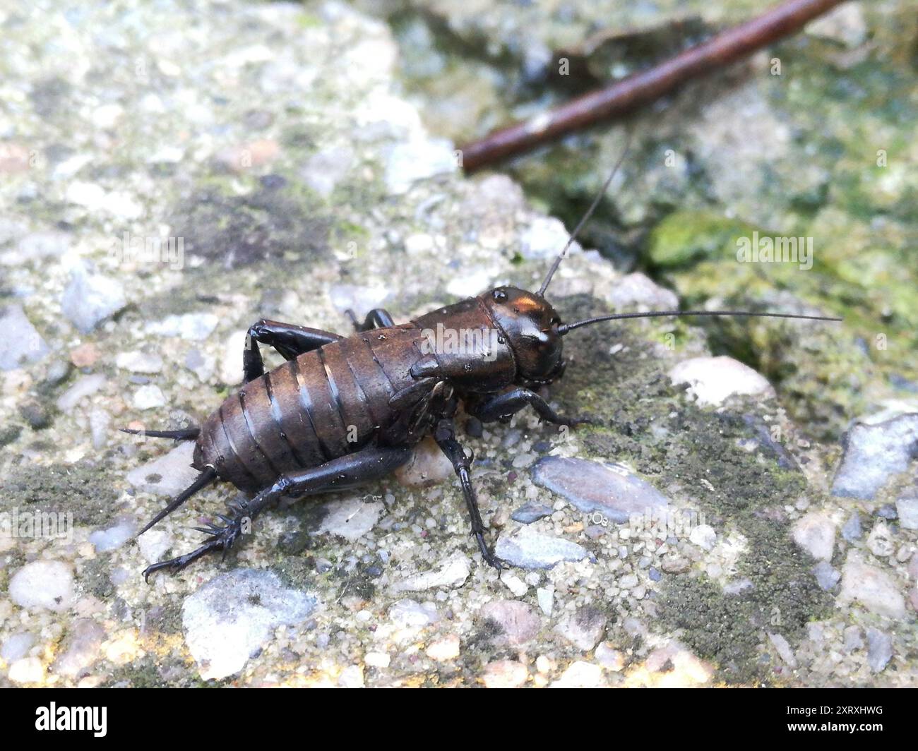 European Field Cricket (Gryllus campestris) Insecta Stock Photo - Alamy