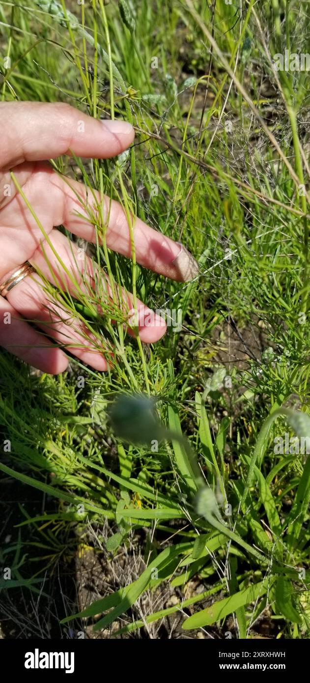 stiff greenthread (Thelesperma filifolium) Plantae Stock Photo - Alamy