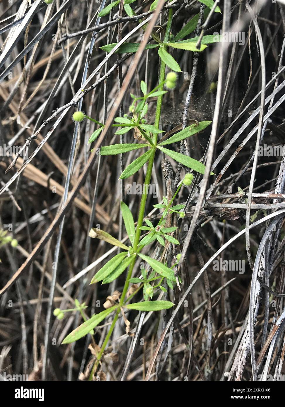 catchweed bedstraw (Galium aparine) Plantae Stock Photo - Alamy