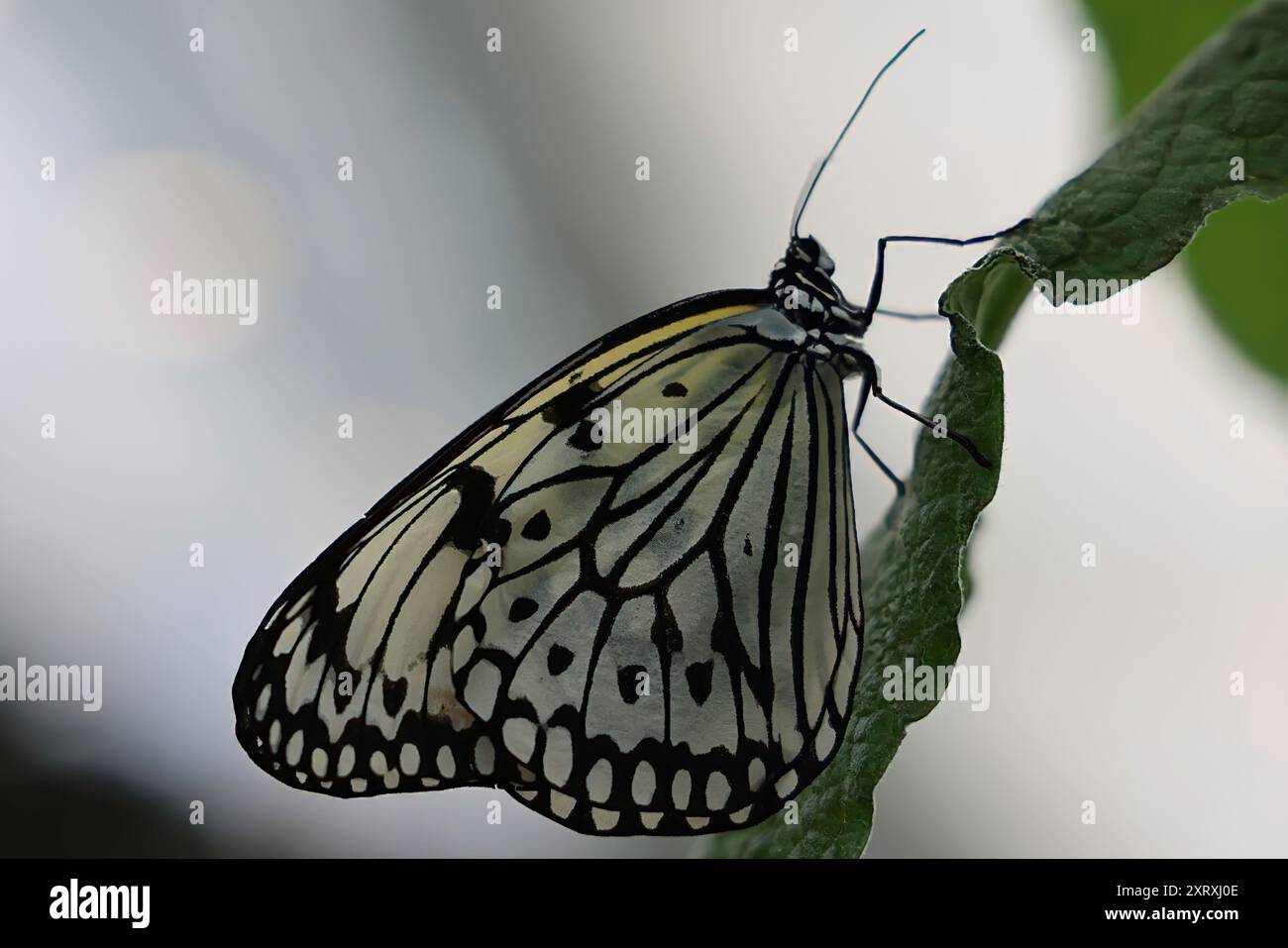 Tree Nymph Butterfly Stock Photo - Alamy