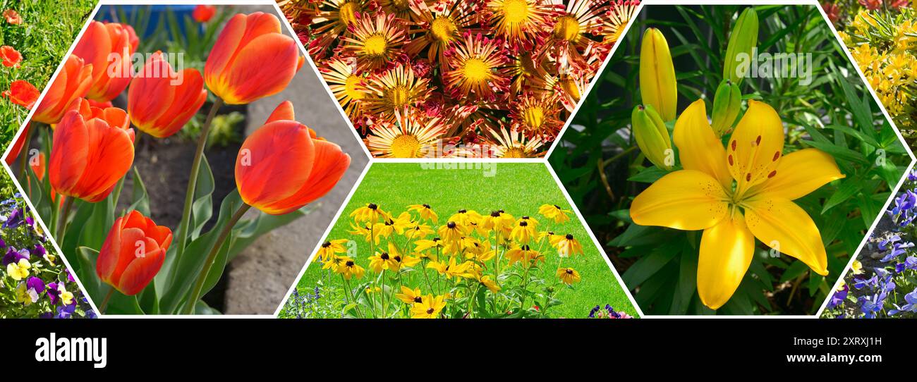 Colorful collage of flowers garden. Wide photo Stock Photo - Alamy