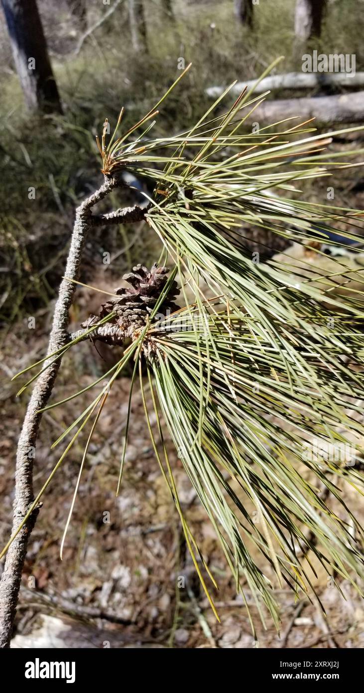 red pine (Pinus resinosa) Plantae Stock Photo - Alamy