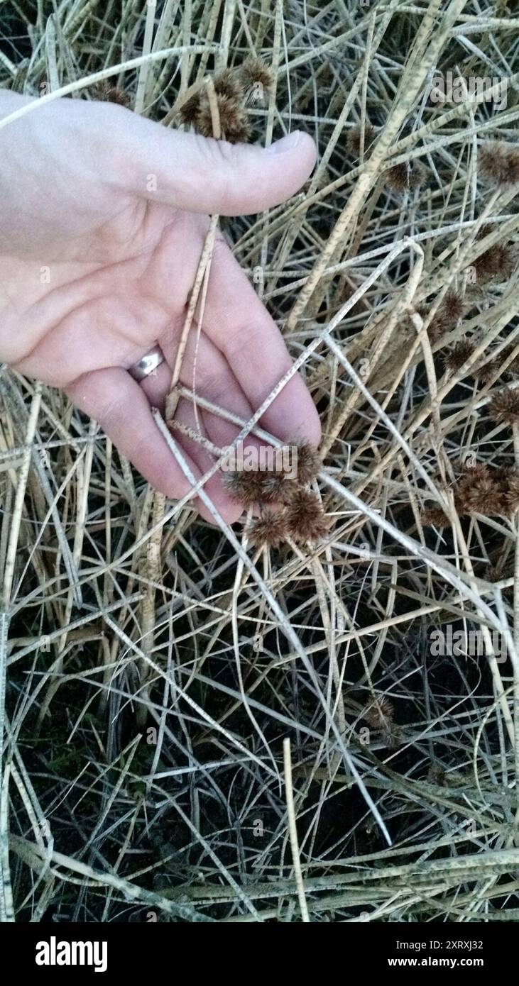 rushes (Juncus) Plantae Stock Photo - Alamy