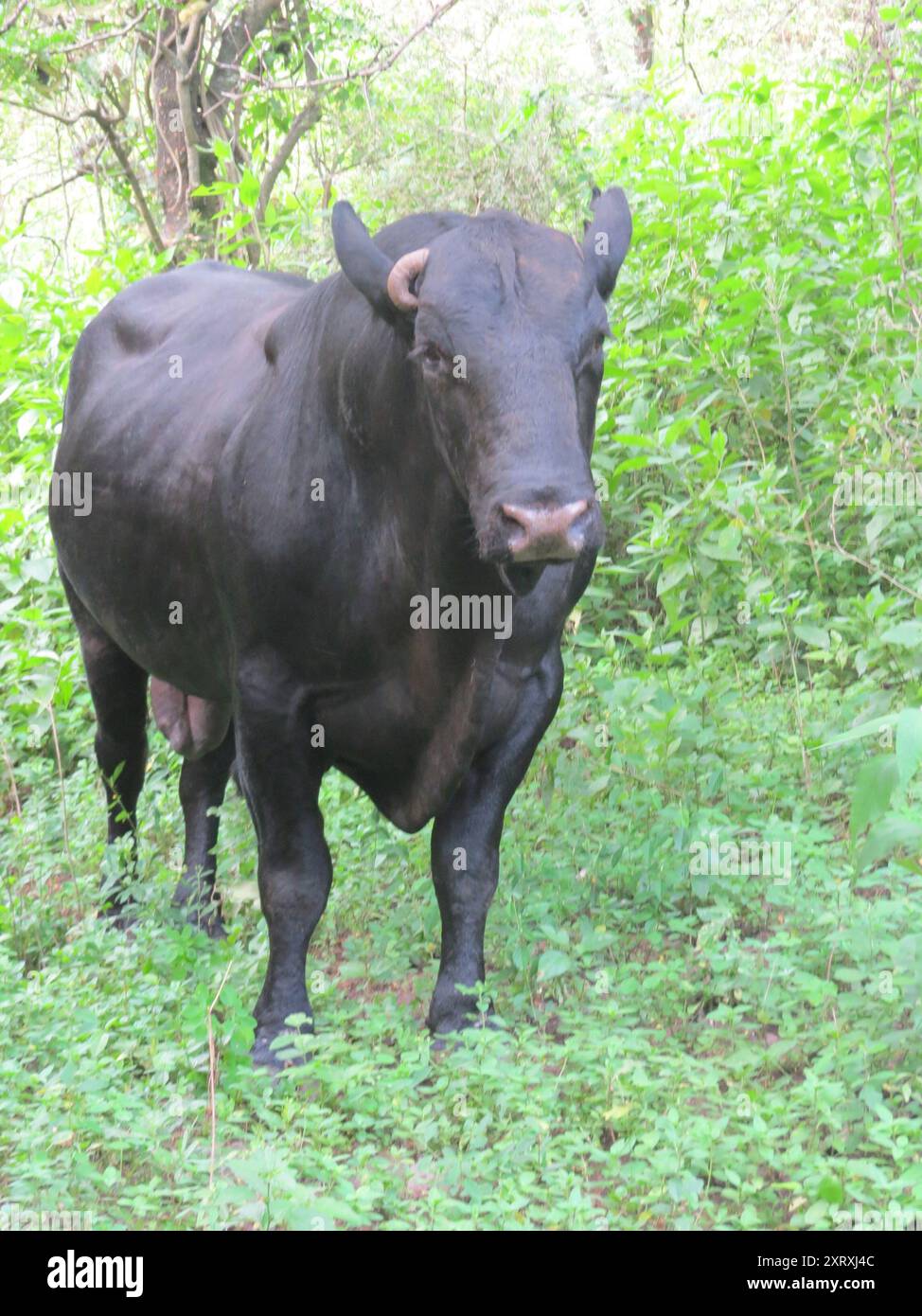 Domestic Cattle (Bos taurus) Mammalia Stock Photo - Alamy