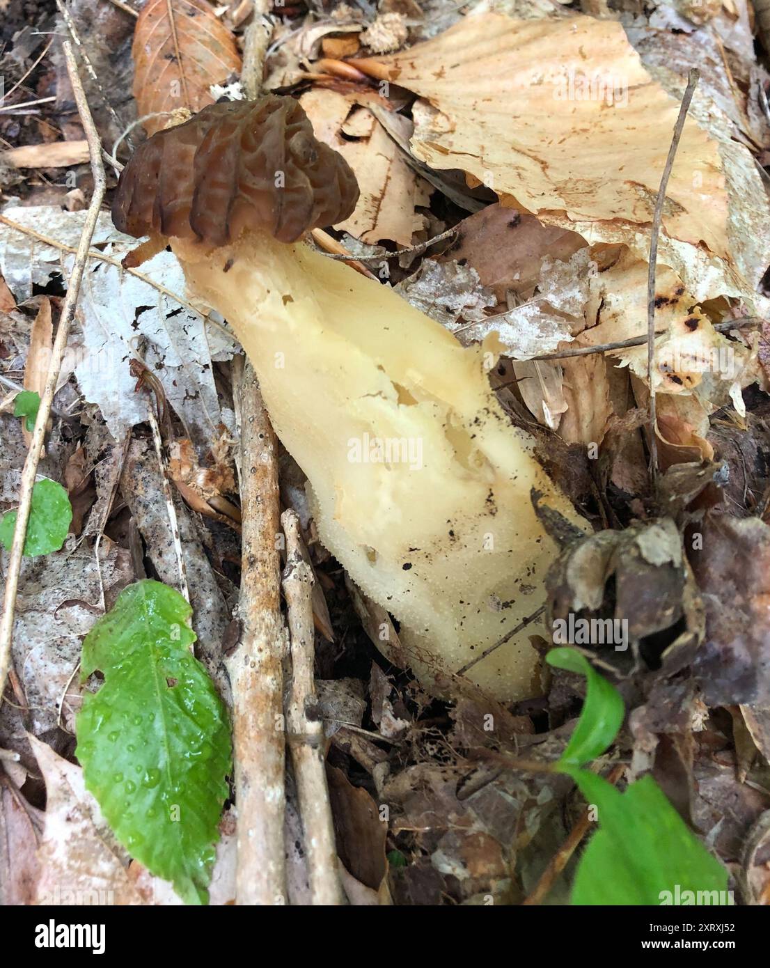 Half-free Morel (Morchella punctipes) Fungi Stock Photo - Alamy