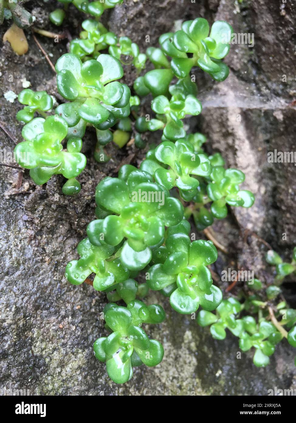 Oregon Stonecrop (Sedum oreganum) Plantae Stock Photo - Alamy