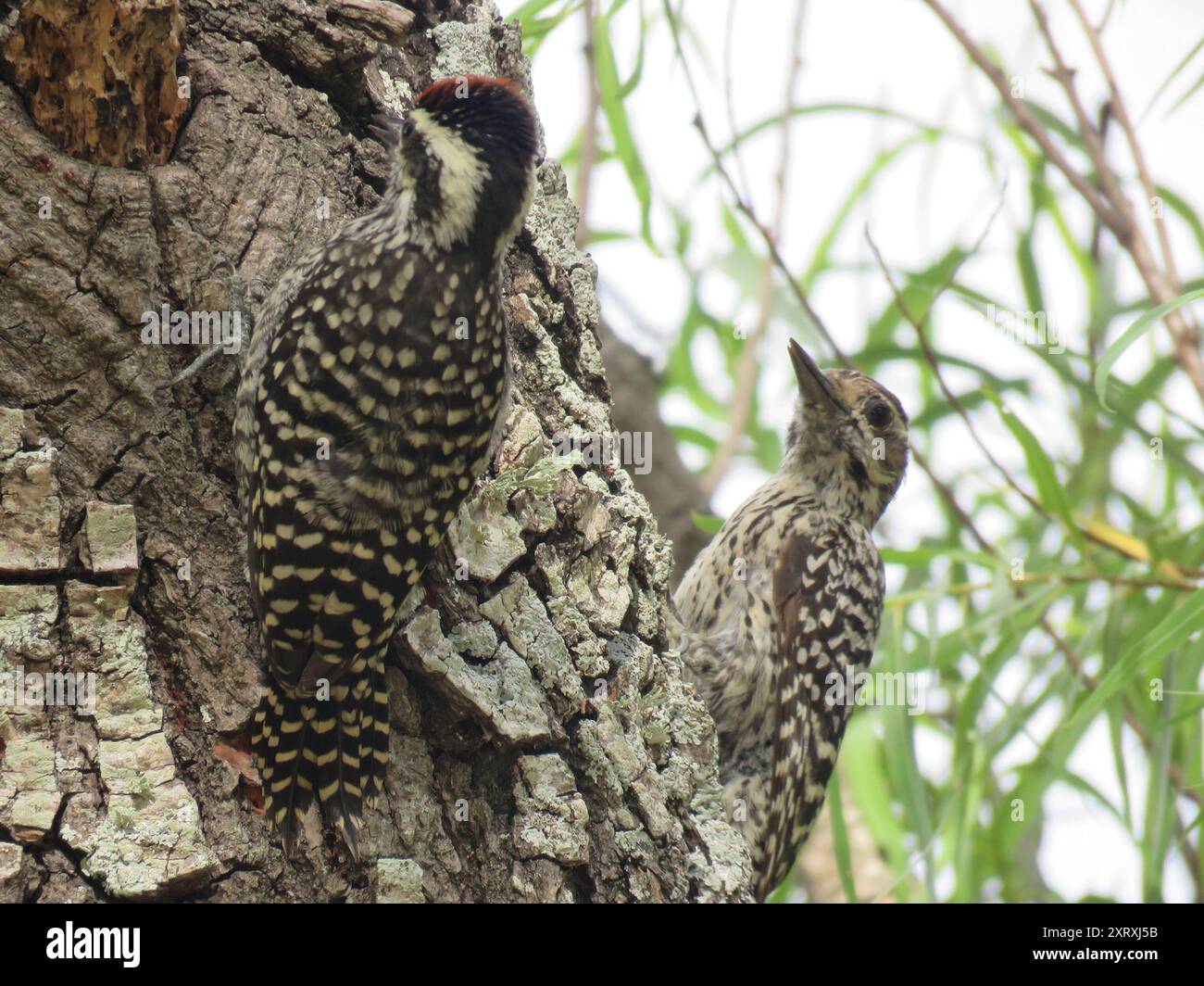 Checkered woodpecker hi-res stock photography and images - Alamy