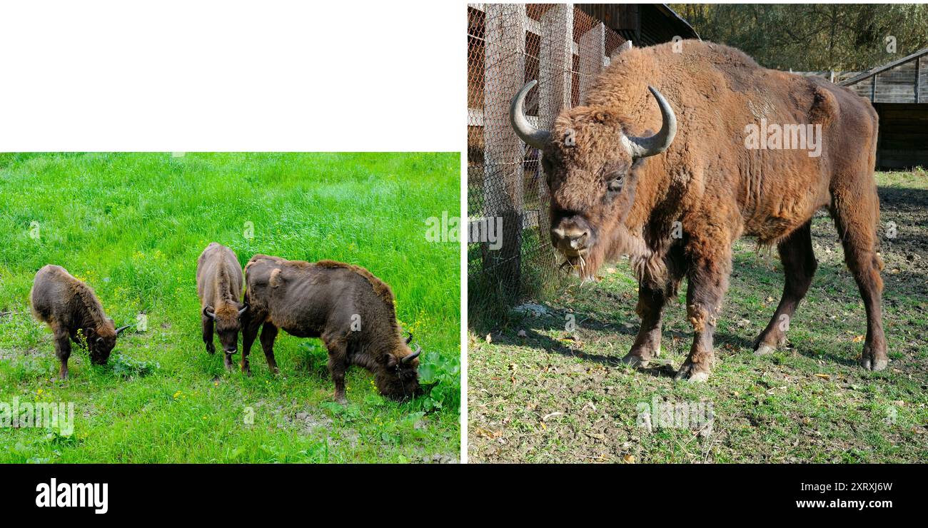 A large male, female and cubs of European bison in a reserve in Moldova ...