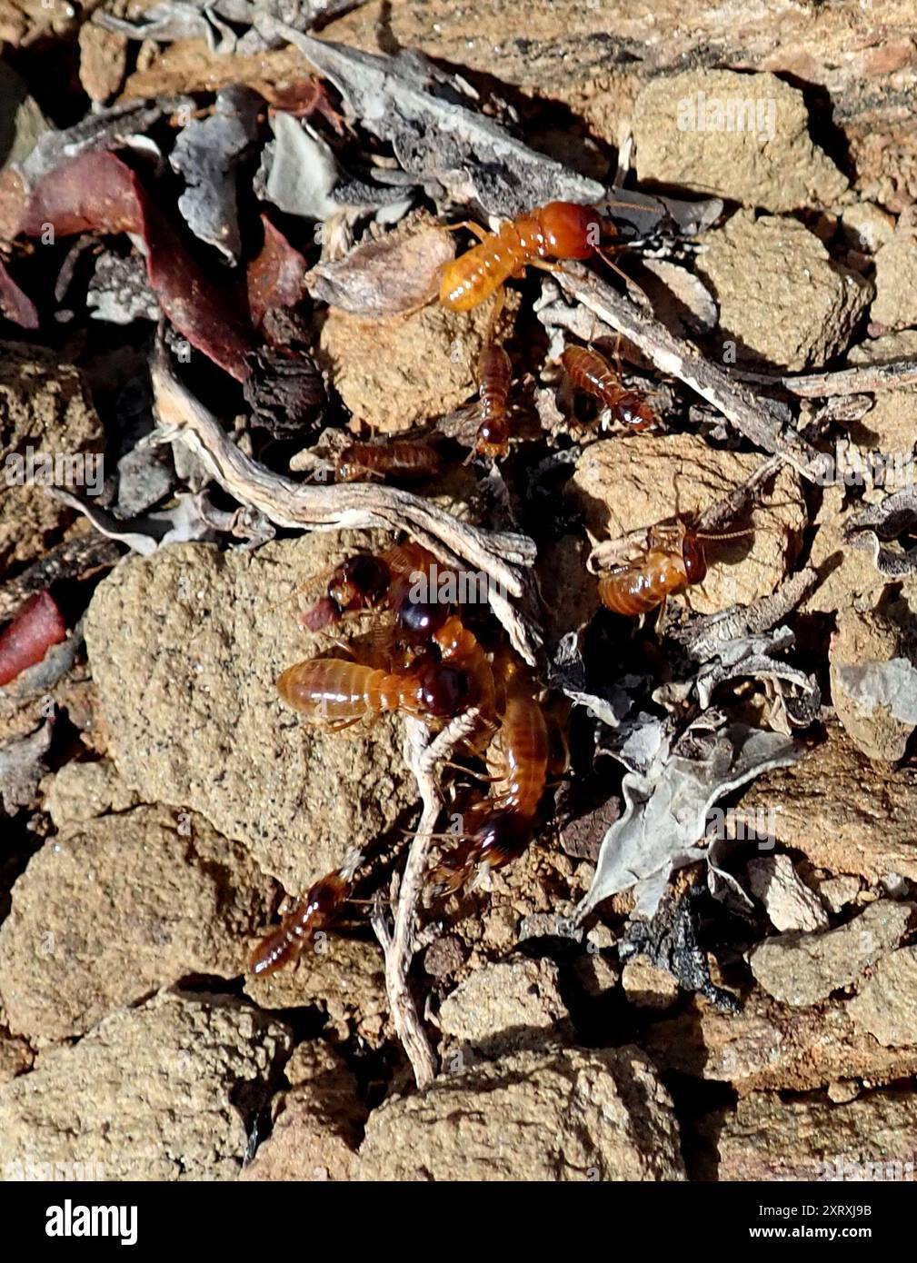 Southern Harvester Termite (Microhodotermes viator) Insecta Stock Photo ...