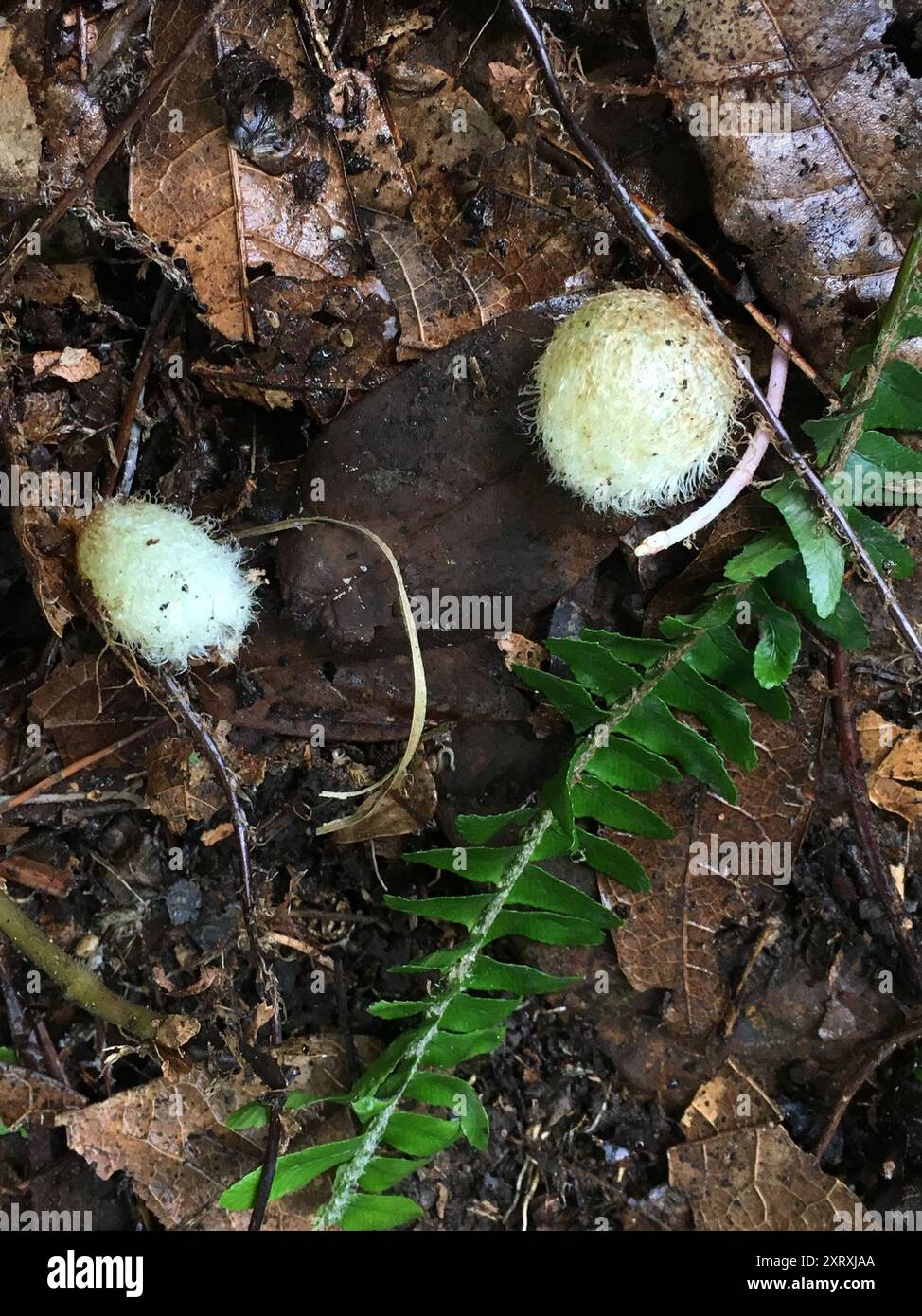 ferns (Polypodiopsida) Plantae Stock Photo - Alamy