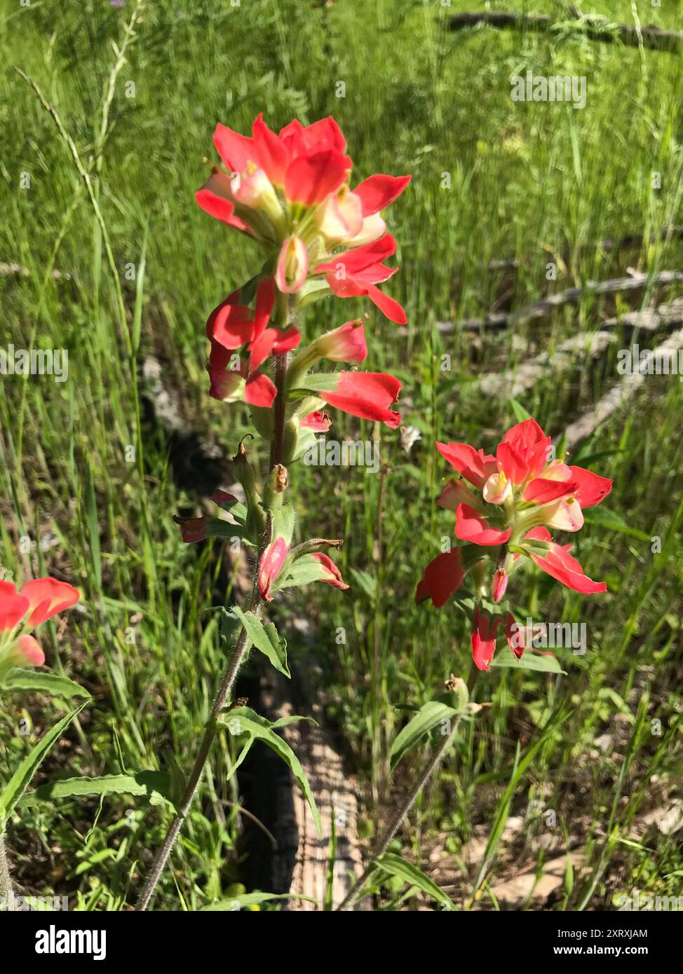 Texas Paintbrush (Castilleja indivisa) Plantae Stock Photo - Alamy