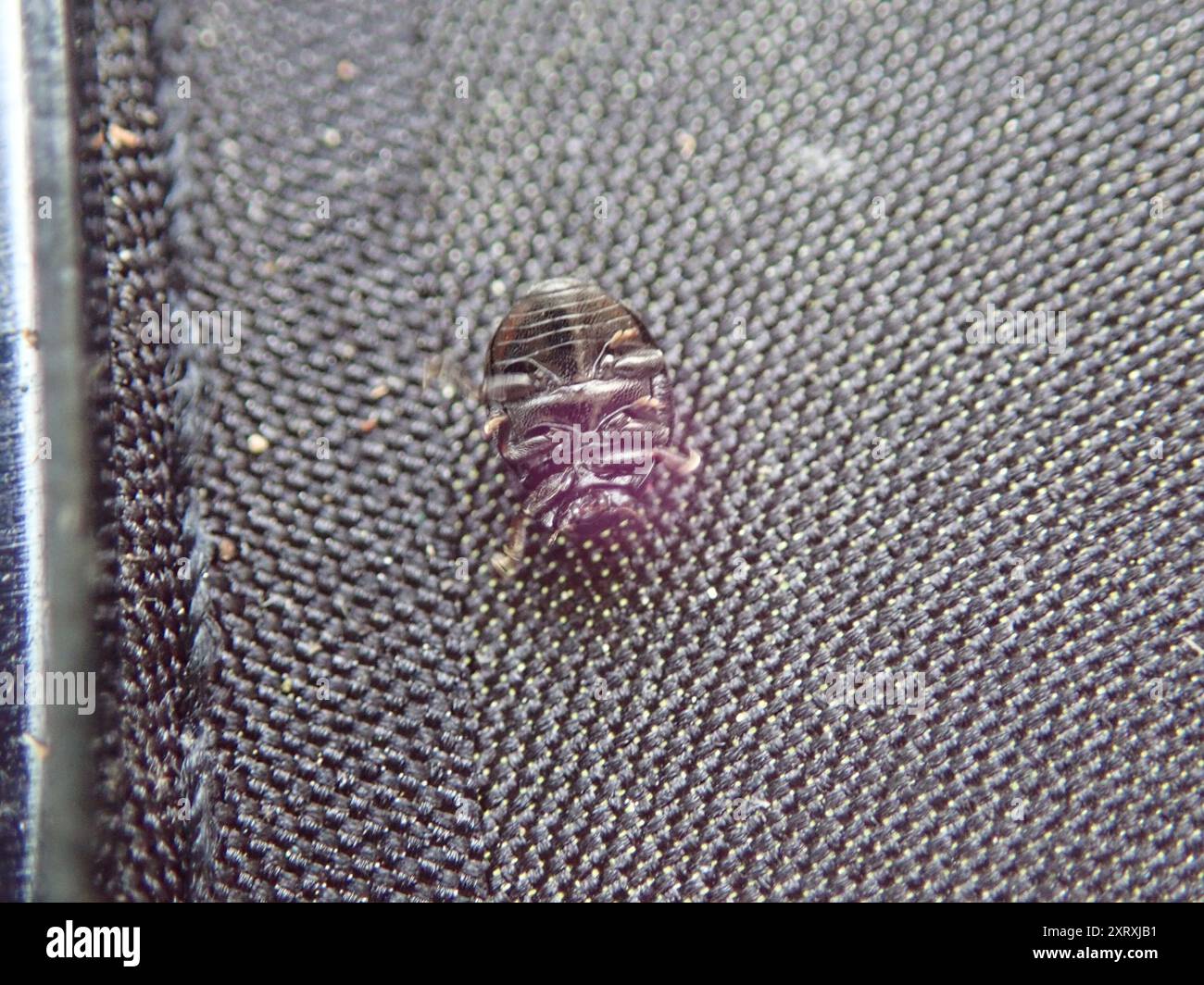 Twice-stabbed Sigil Lady Beetle (Hyperaspis signata) Insecta Stock ...