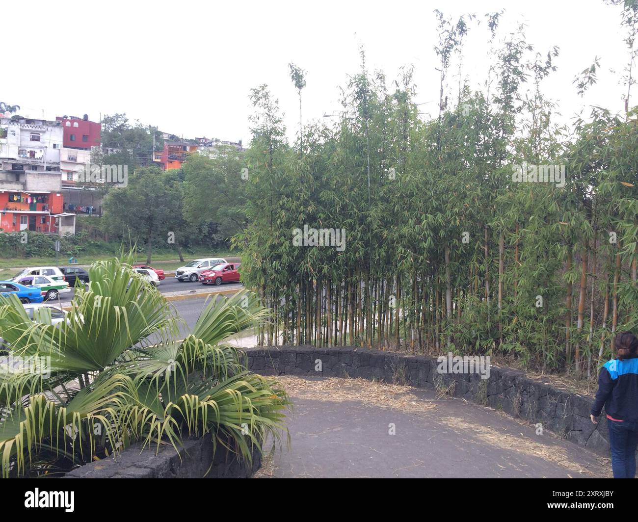 giant timber bamboo (Bambusa oldhamii) Plantae Stock Photo - Alamy
