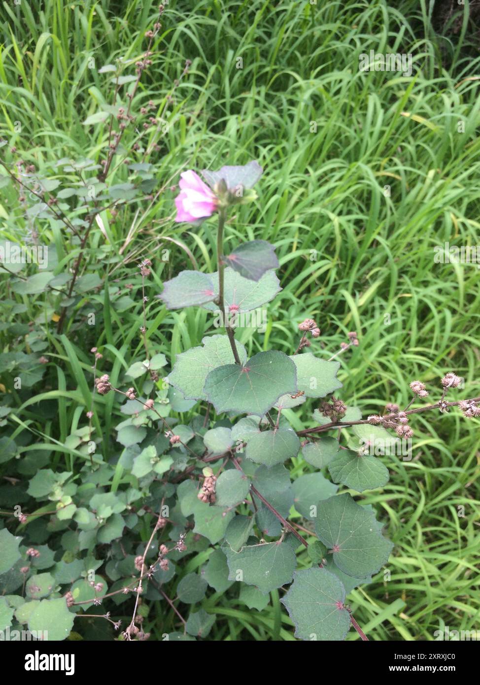 Caesar weed (Urena lobata) Plantae Stock Photo - Alamy