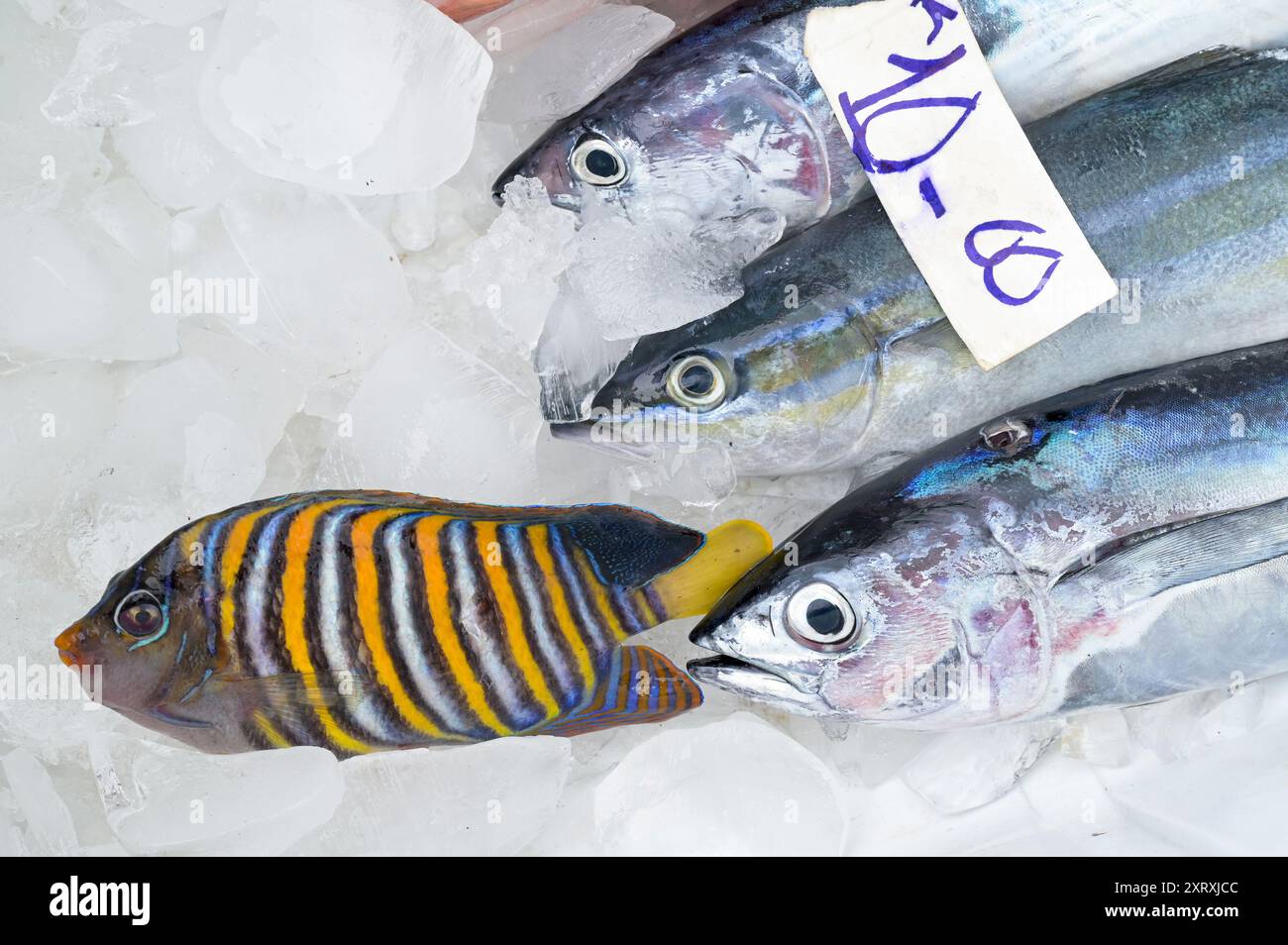 PAPUA NEW GUINEA, Madang, fish market, rainbow fish / PAPUA NEUGUINEA ...