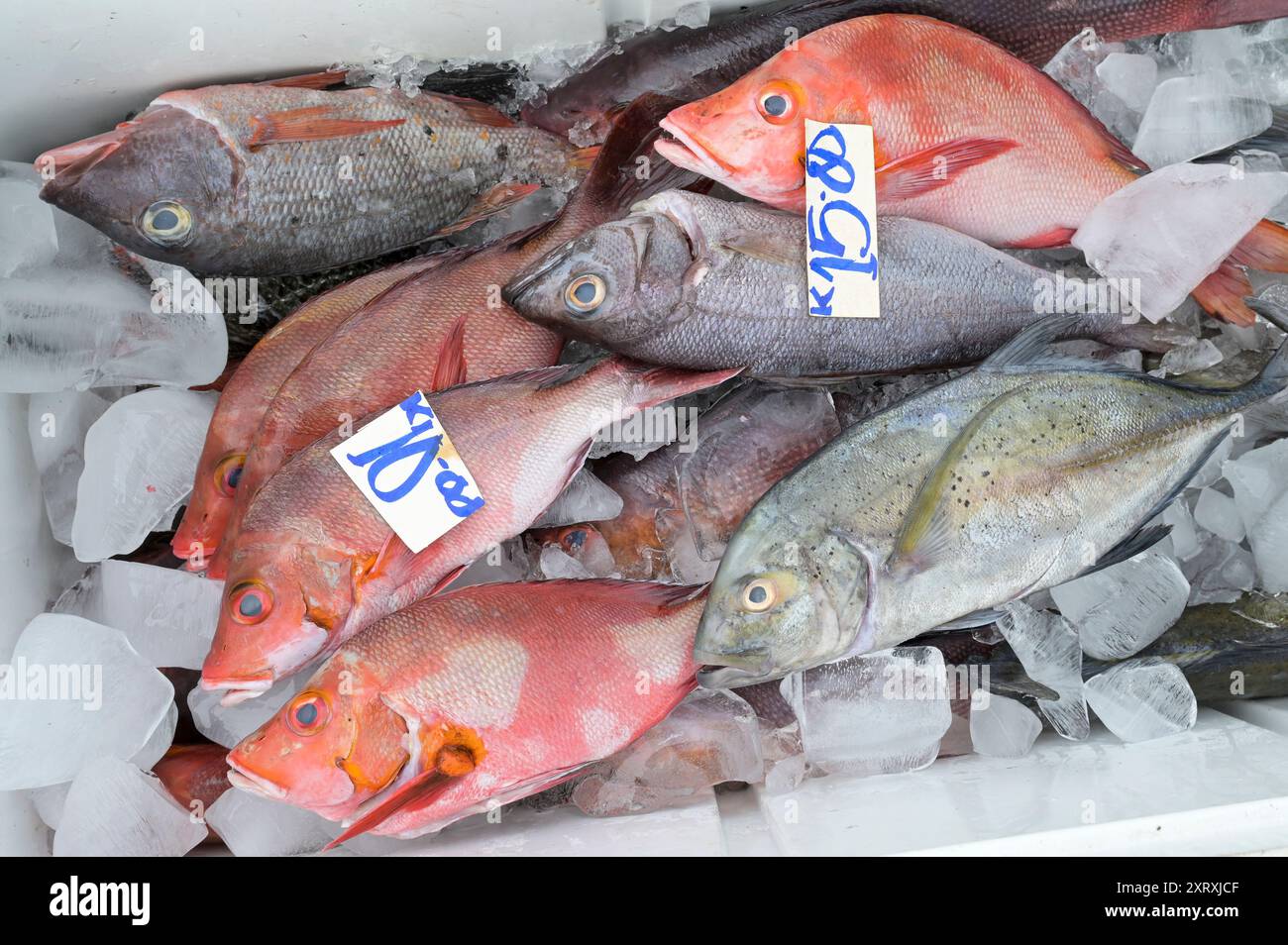 PAPUA NEW GUINEA, Madang, fish market / PAPUA NEUGUINEA, Madang ...